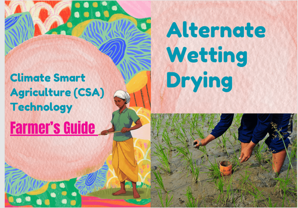Alternate Wetting Drying | C-SUCSeS
